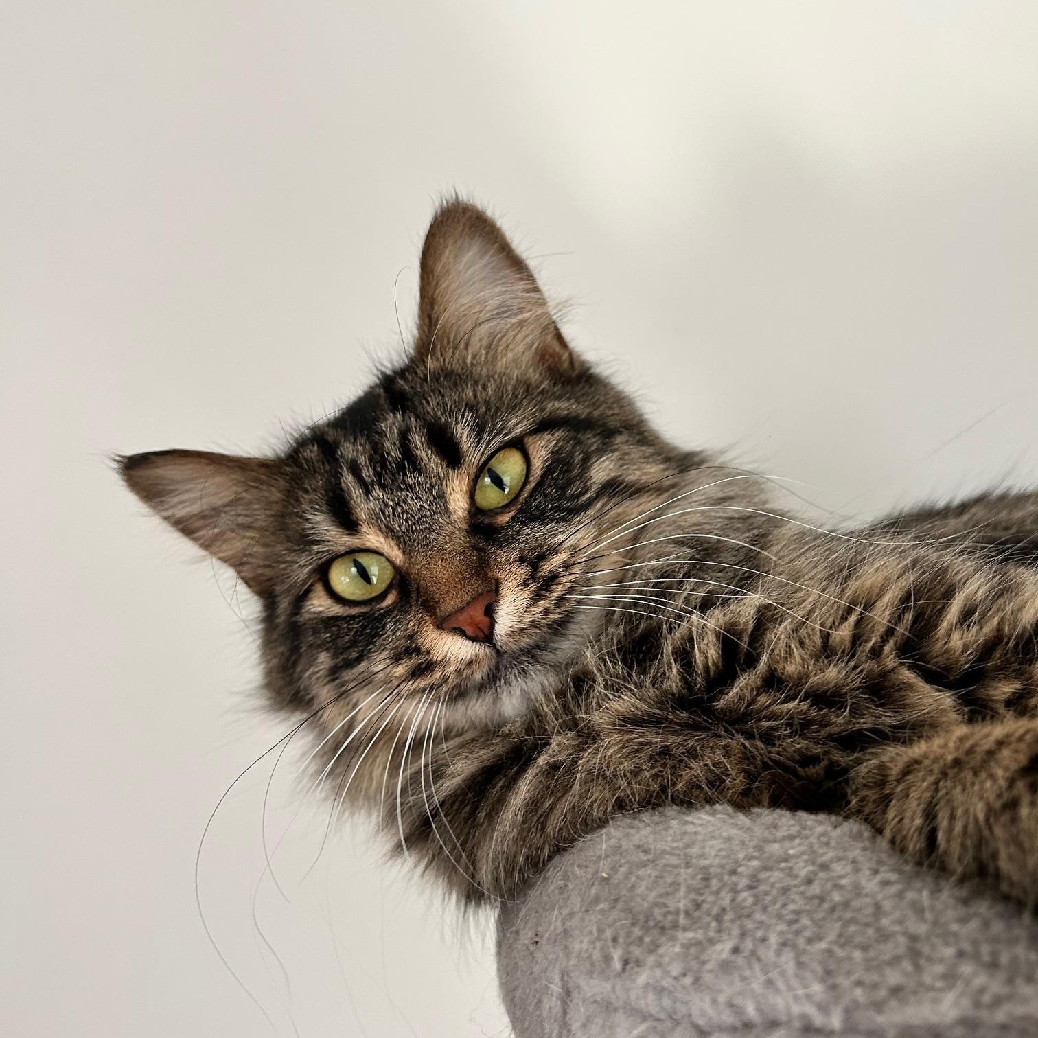 Cat for adoption - Azula, a Domestic Long Hair in Nashville, TN | Petfinder