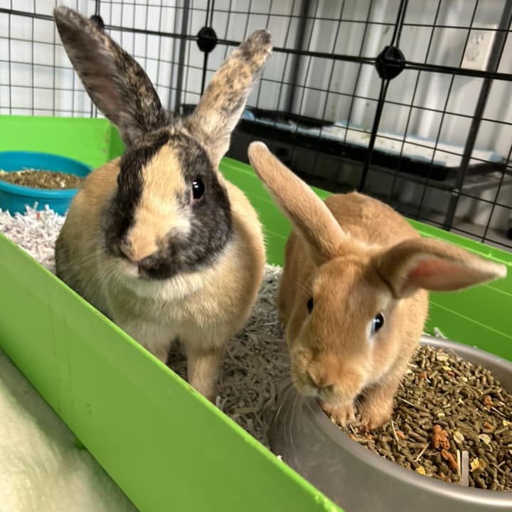 Rabbit for adoption - 2 bunnies, an American in Alma, MI | Petfinder