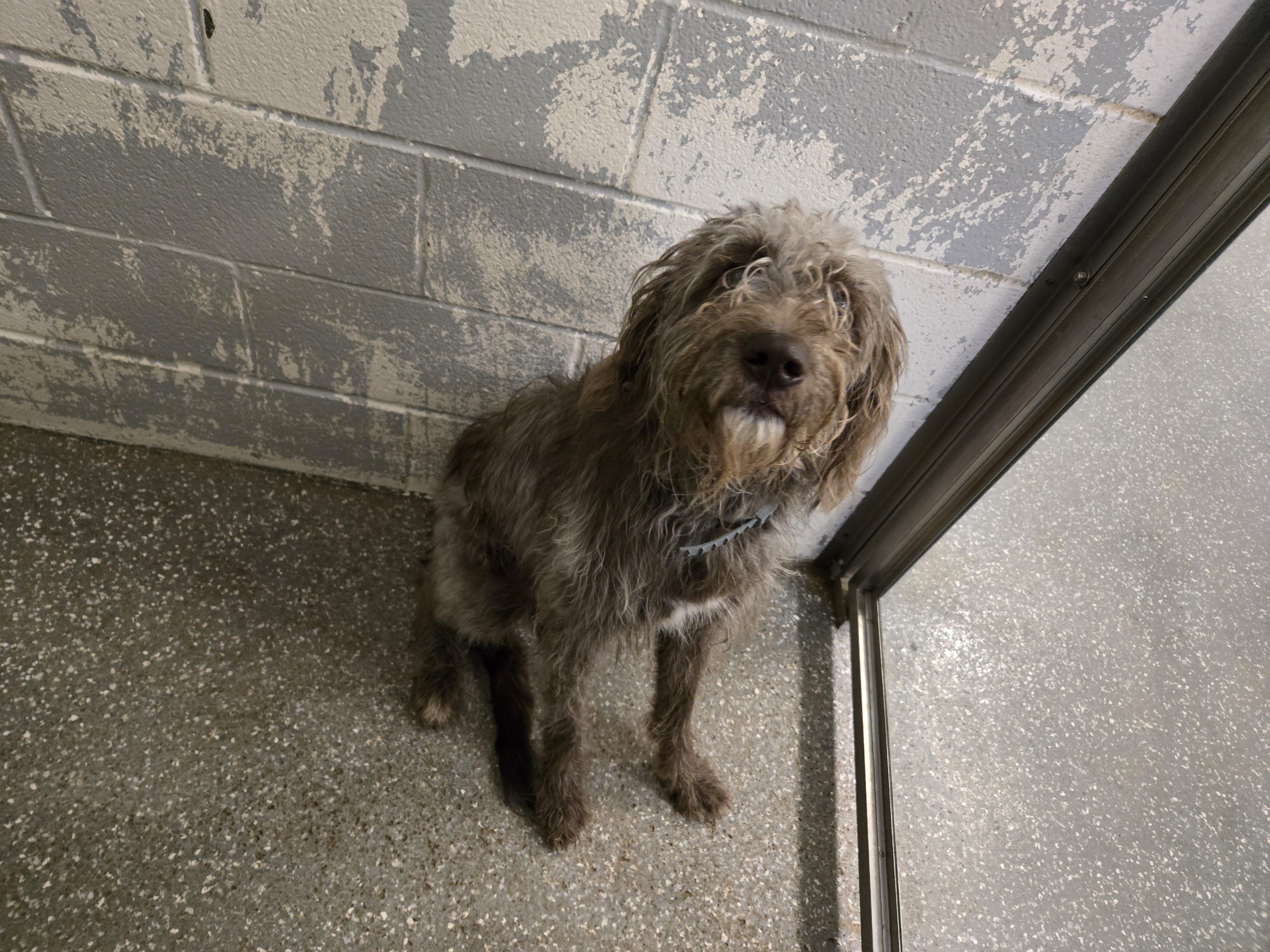 Dog for adoption - Cinnamon, a Wirehaired Pointing Griffon Mix in ...