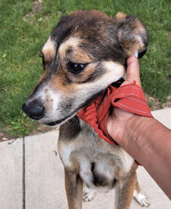 Dog for adoption - Major, a Shepherd in Parma, OH | Petfinder