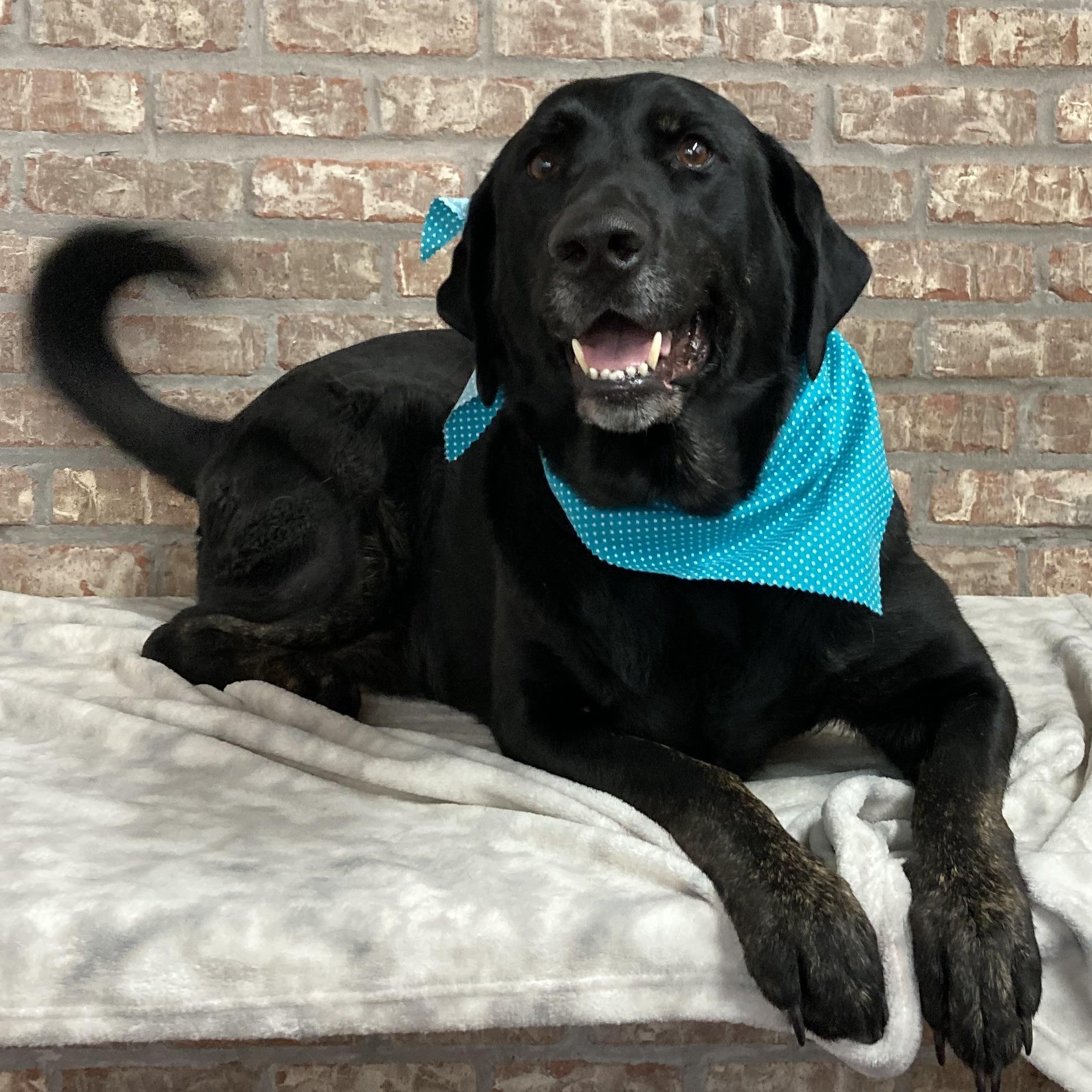 Dog for adoption - Cooper, a Labrador Retriever & Pointer Mix in Brattleboro, VT | Petfinder