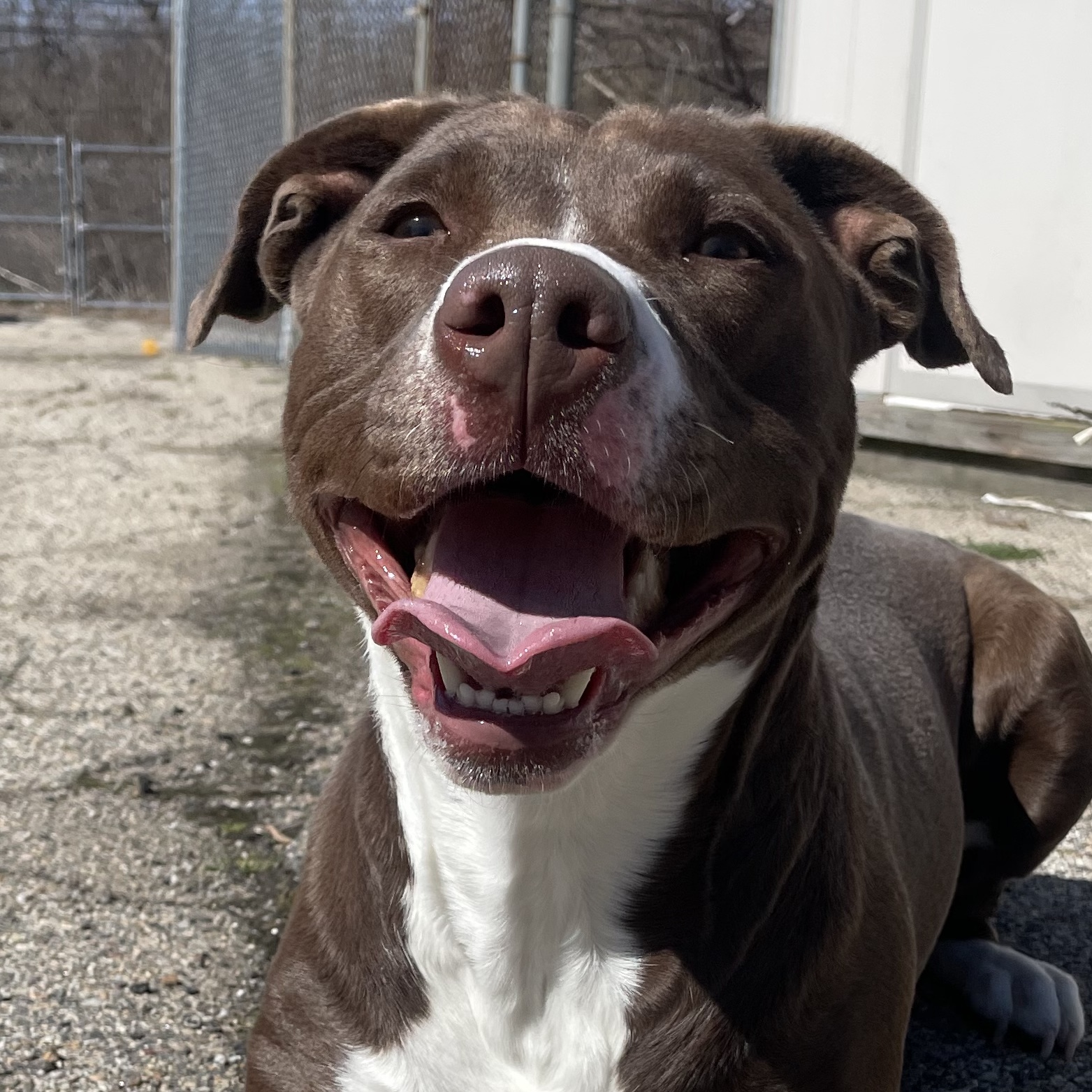 Dog for adoption - Harley - Take My Lead Dog, a Pit Bull Terrier ...