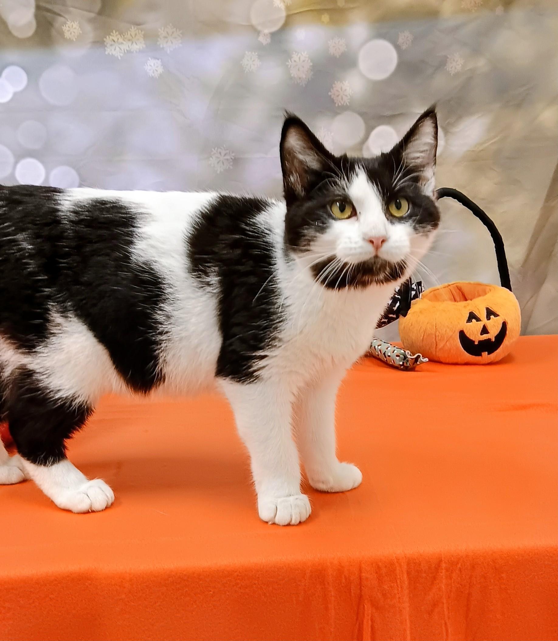 Cat for adoption - Hex, a Domestic Short Hair in Red Wing, MN | Petfinder