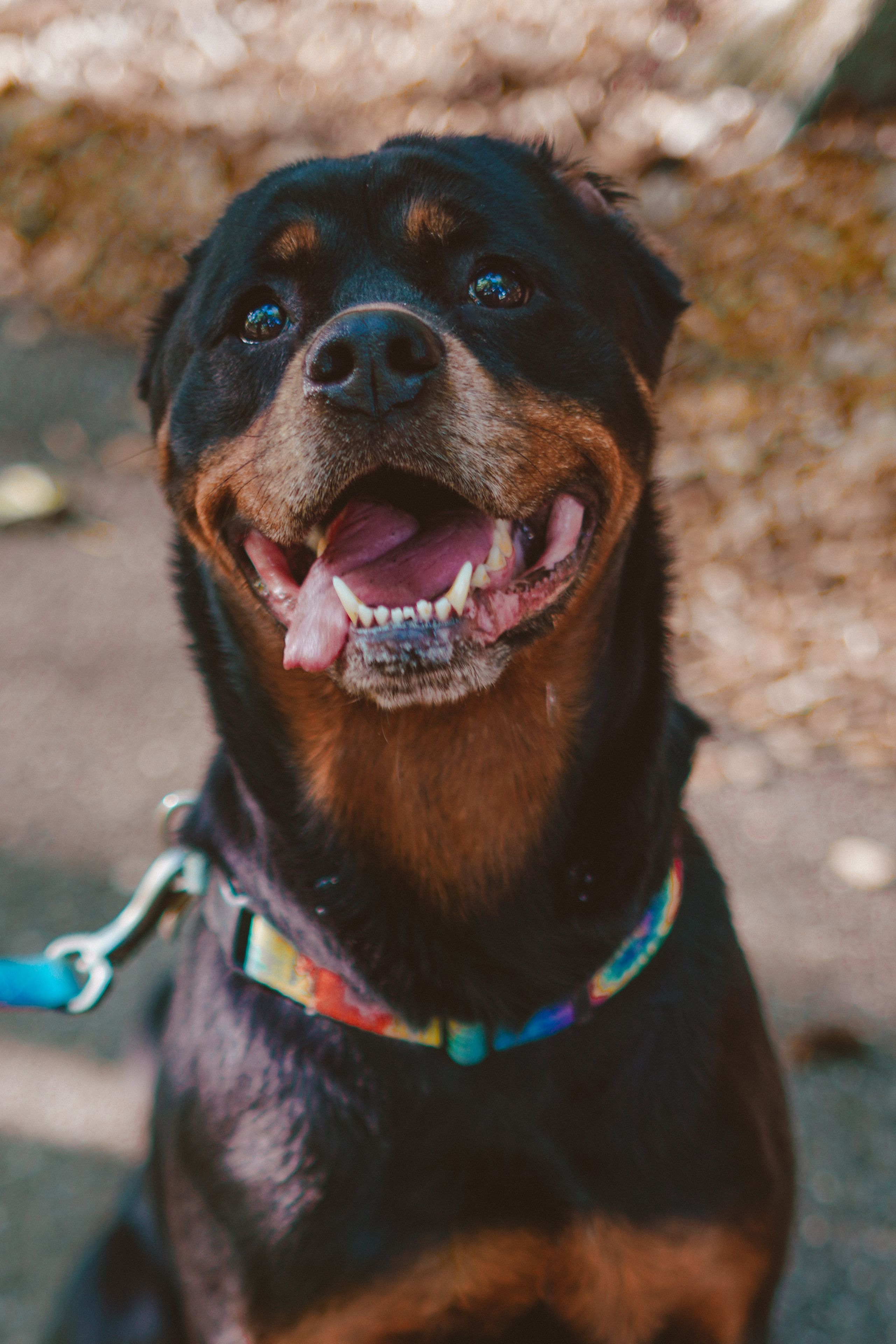 Dog for adoption - Fani Louise - A Beautiful Soul Ready for Her Safe ...