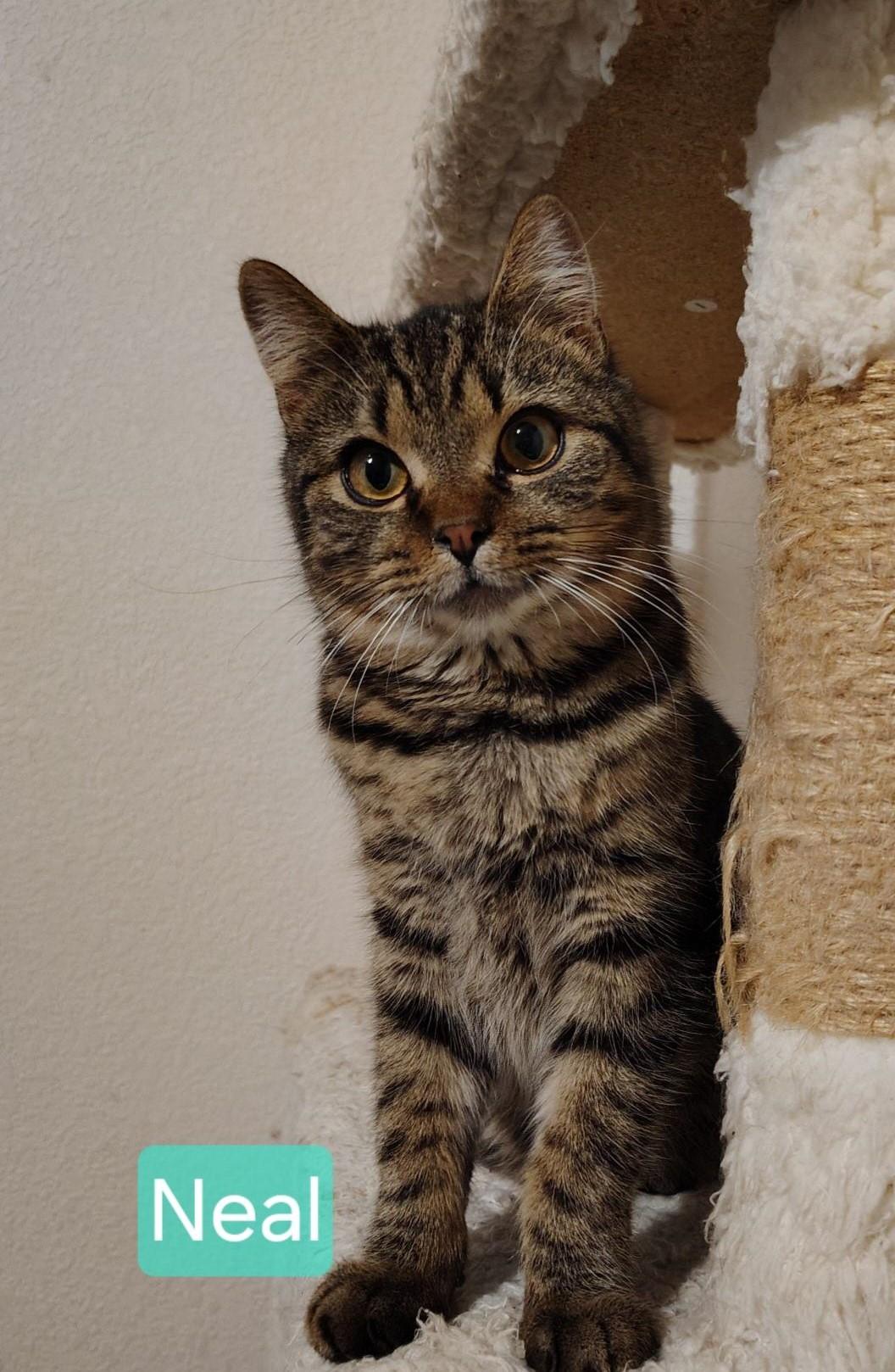 Cat for adoption - Neal & Kaye, a Tabby & Domestic Short Hair Mix in ...