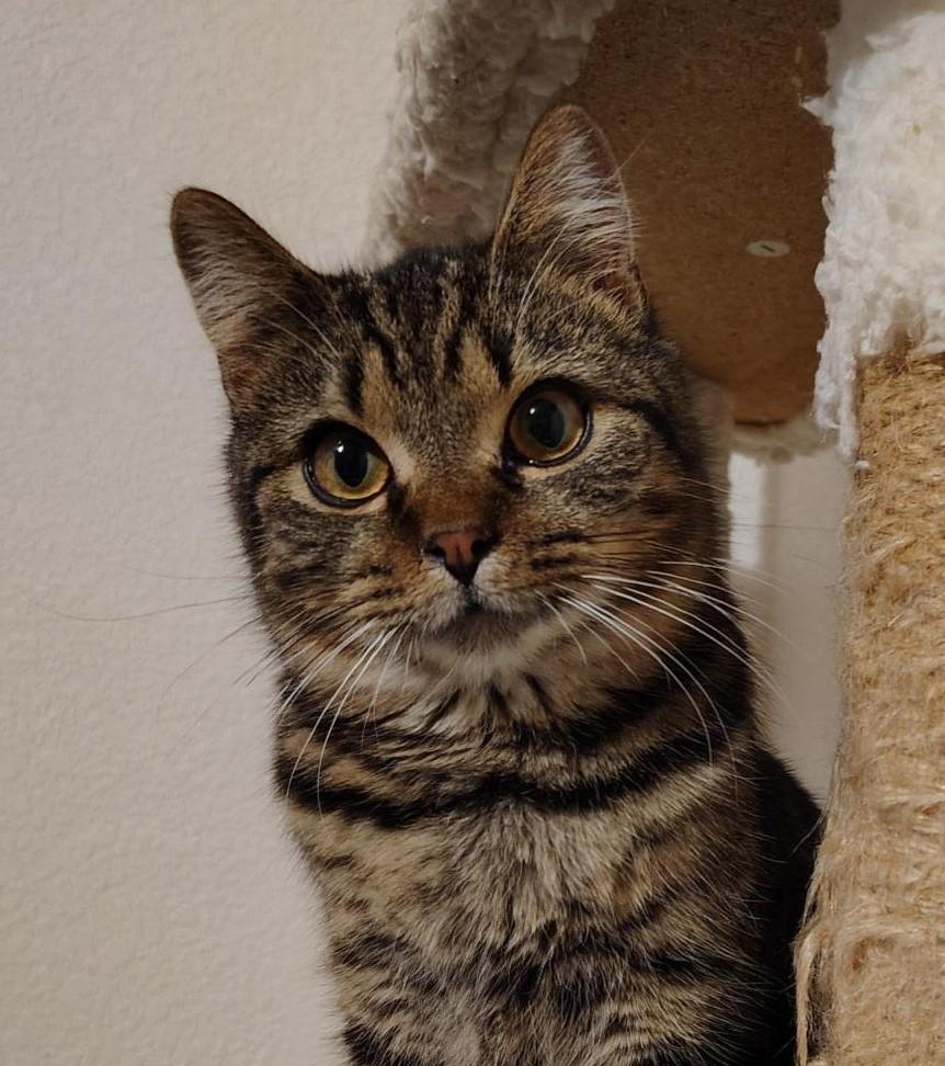 Cat for adoption - Neal & Kaye, a Tabby & Domestic Short Hair Mix in ...