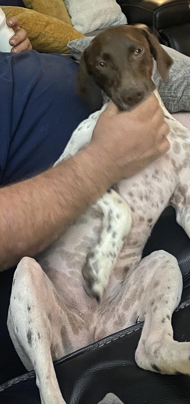 Dog for adoption - Ruby, a German Shorthaired Pointer in Fort Thomas ...