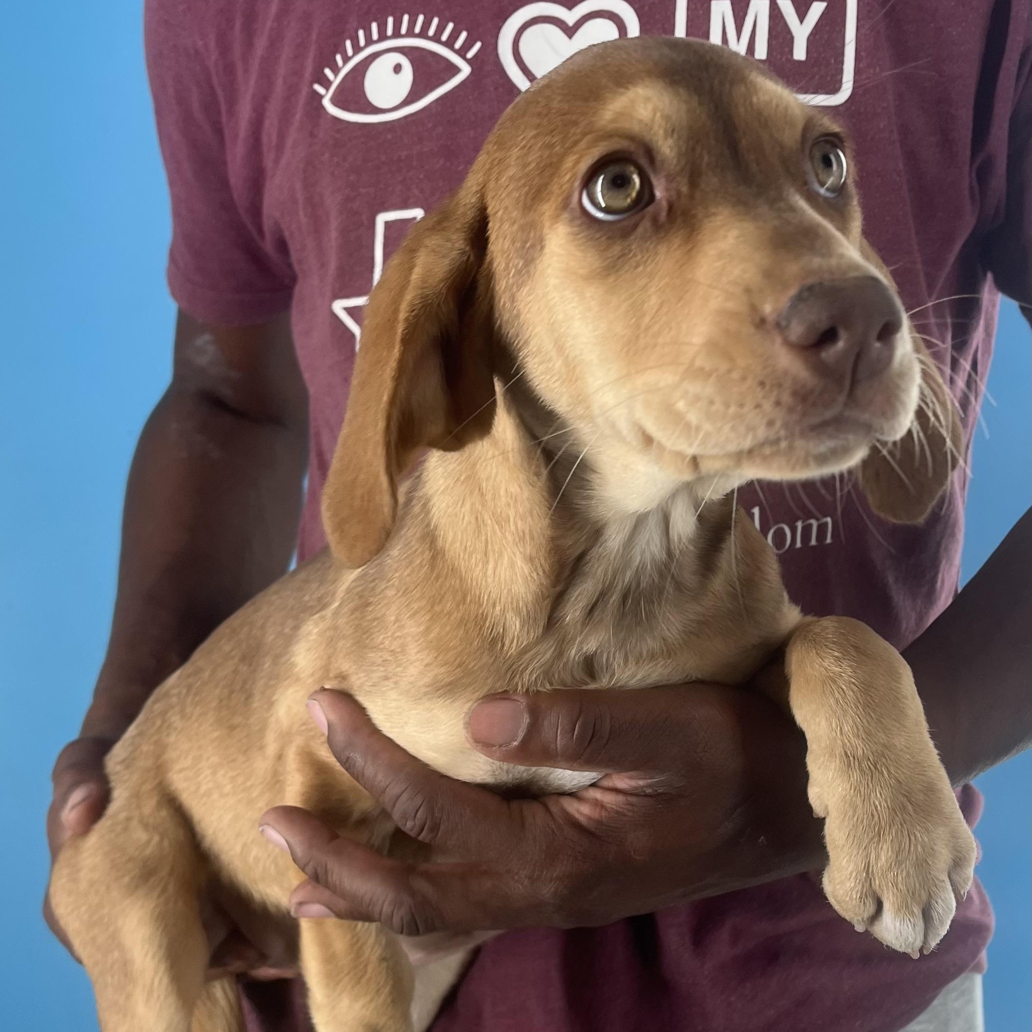 Dog for adoption - Gigi - Local Dec 19-21, an Australian Shepherd ...