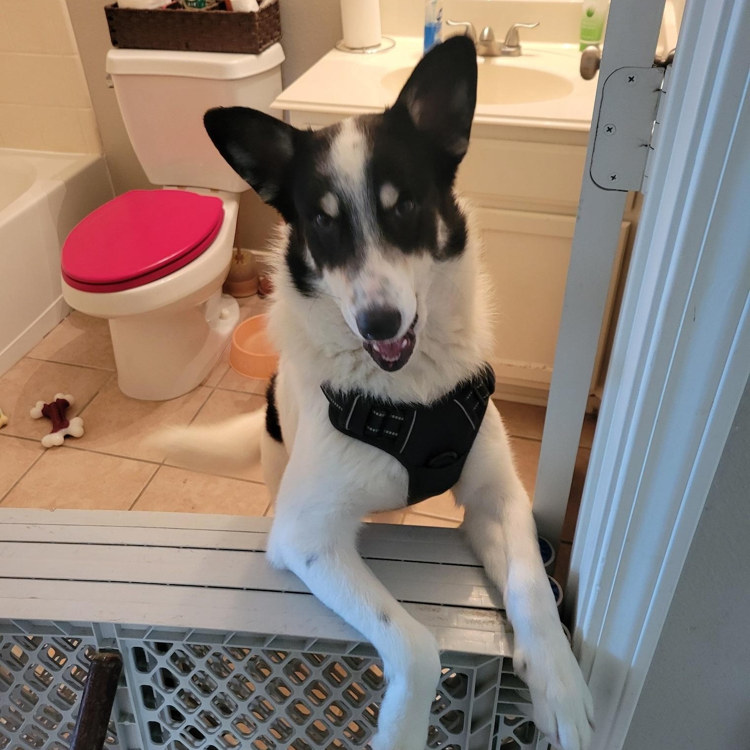 Dog for adoption - Miracle, a Border Collie in clinton, NJ | Petfinder