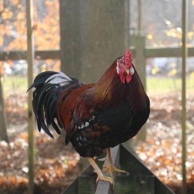 Chicken for adoption - Squirrel, a Chicken in Ravenna, OH | Petfinder