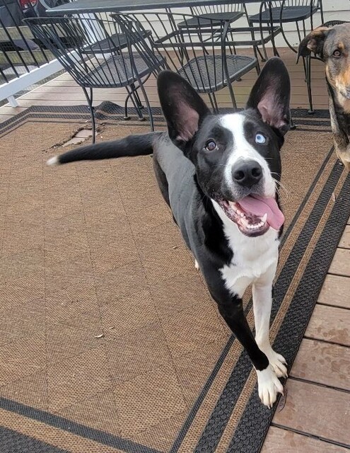 Dog for adoption - Aladdin, a Labrador Retriever Mix in Alexandria, VA ...