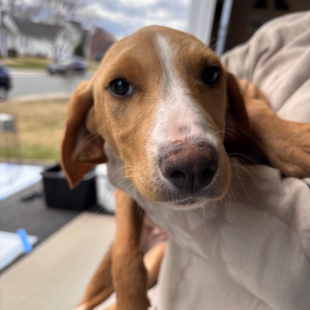 Dog for adoption - Tumble, a Hound in Richmond, VA | Petfinder