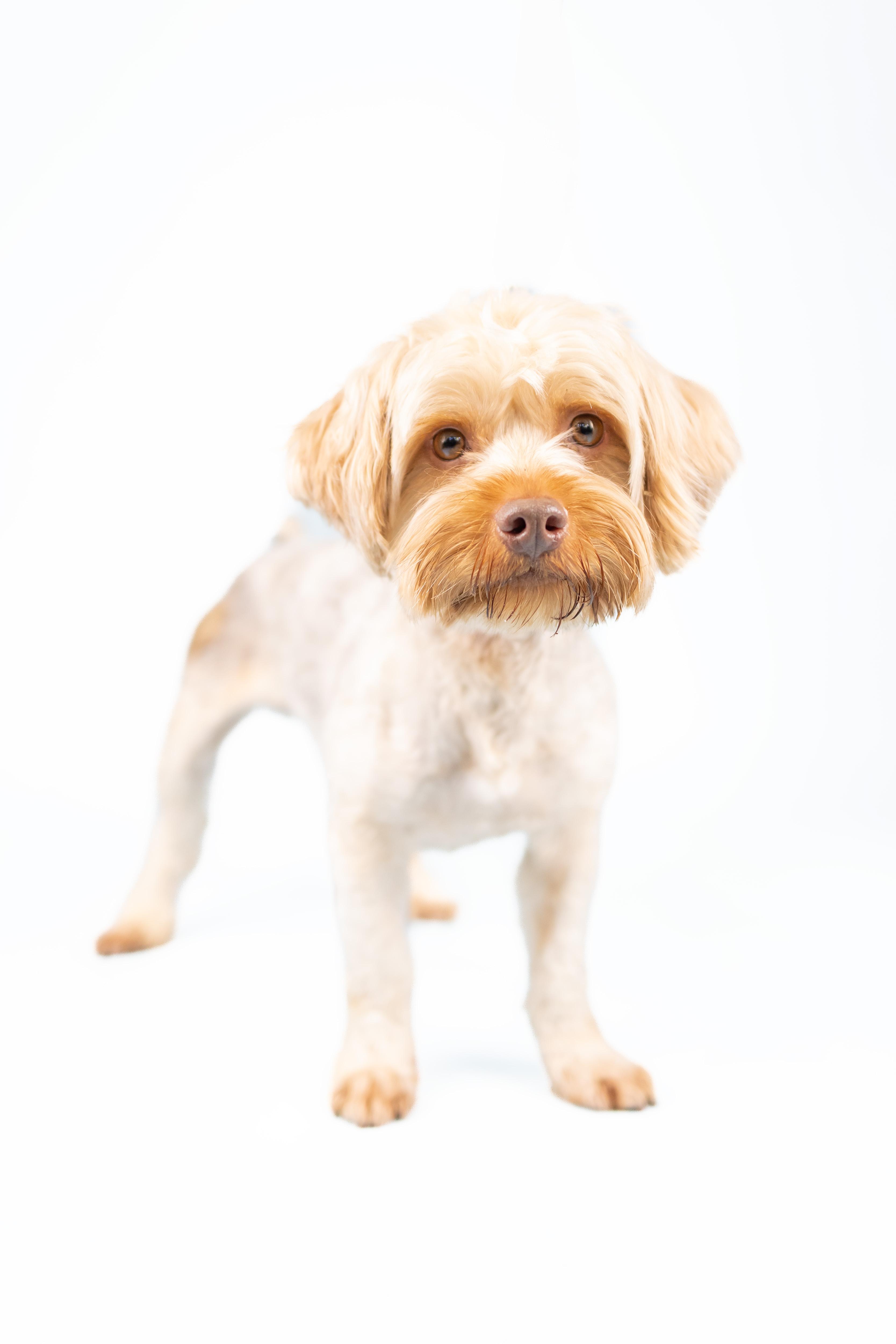 Dog for adoption - Alfie, a Yorkie Poo Mix in Portland, OR | Petfinder