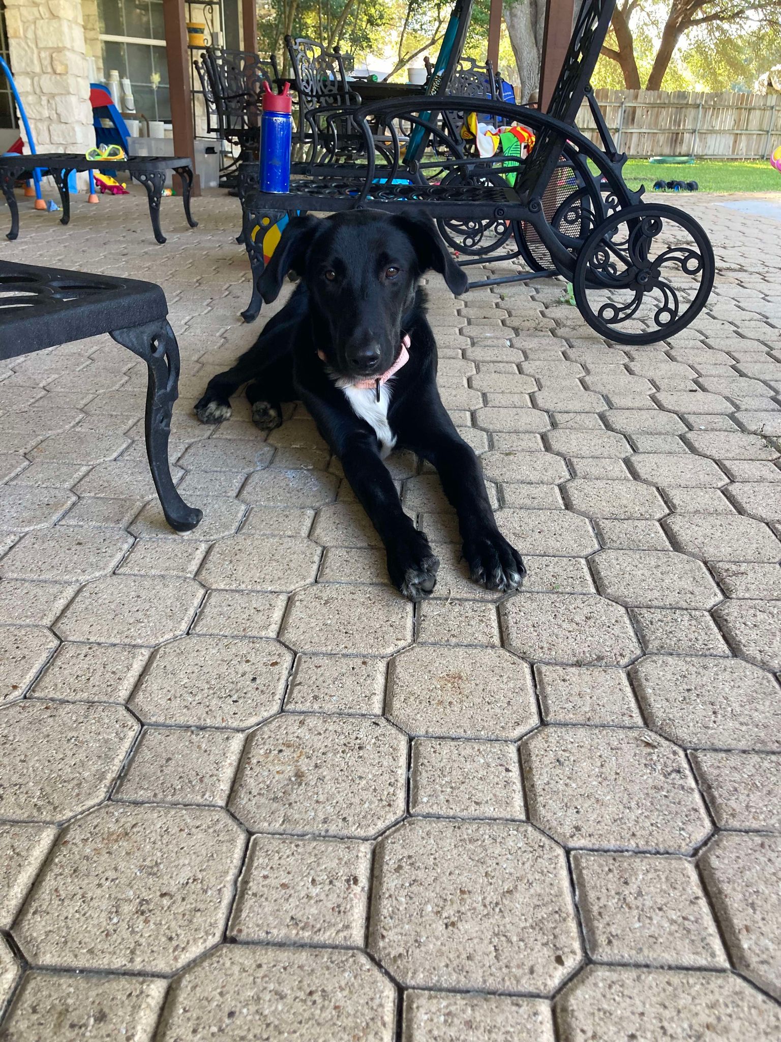 Dog for adoption - Hunter, a Black Labrador Retriever & Flat-Coated ...