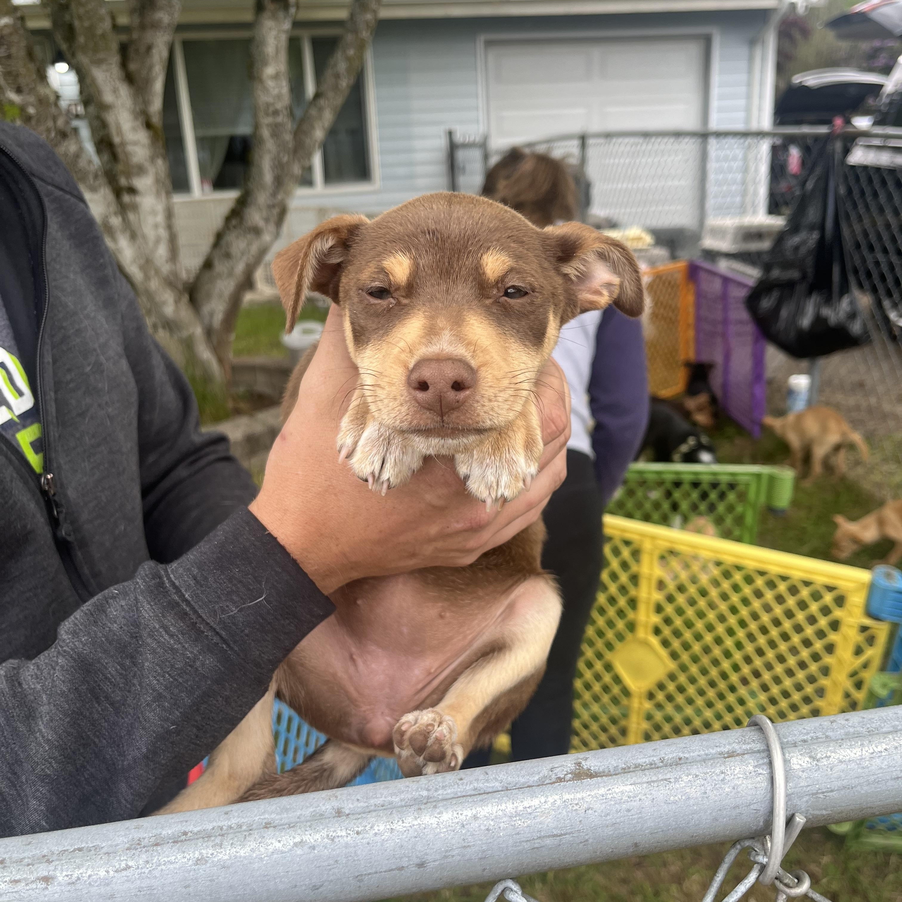 Dog for adoption - Presli, a Mixed Breed in Puyallup, WA | Petfinder