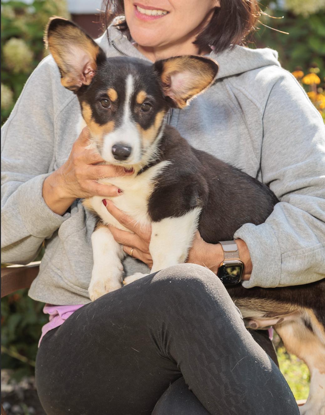 Dog for adoption - Mabel, Muffie, Wentworth, Brandon, Cabot, a Corgi in ...