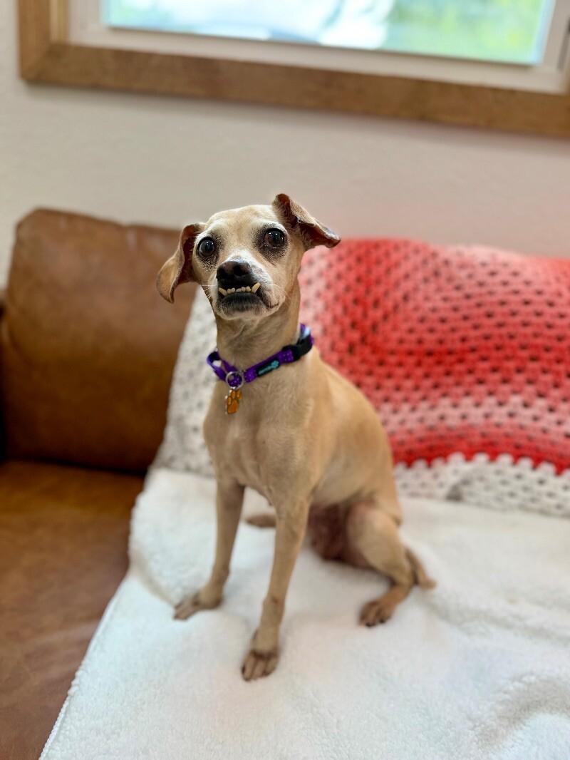 Dog for adoption - Mary Winchester, a Chihuahua & Italian Greyhound Mix ...