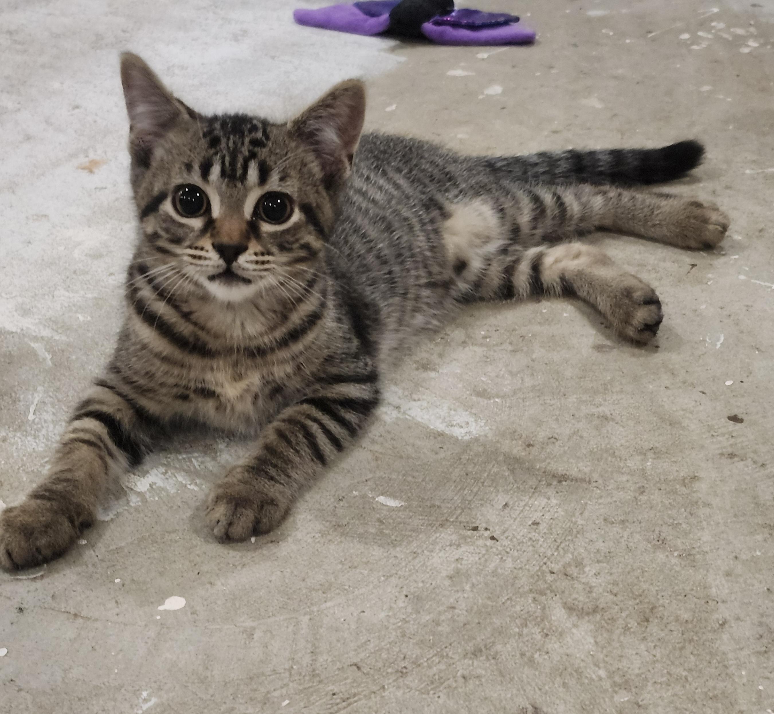 Cat for adoption - Malcom, a Domestic Short Hair in Stoney Creek, ON ...