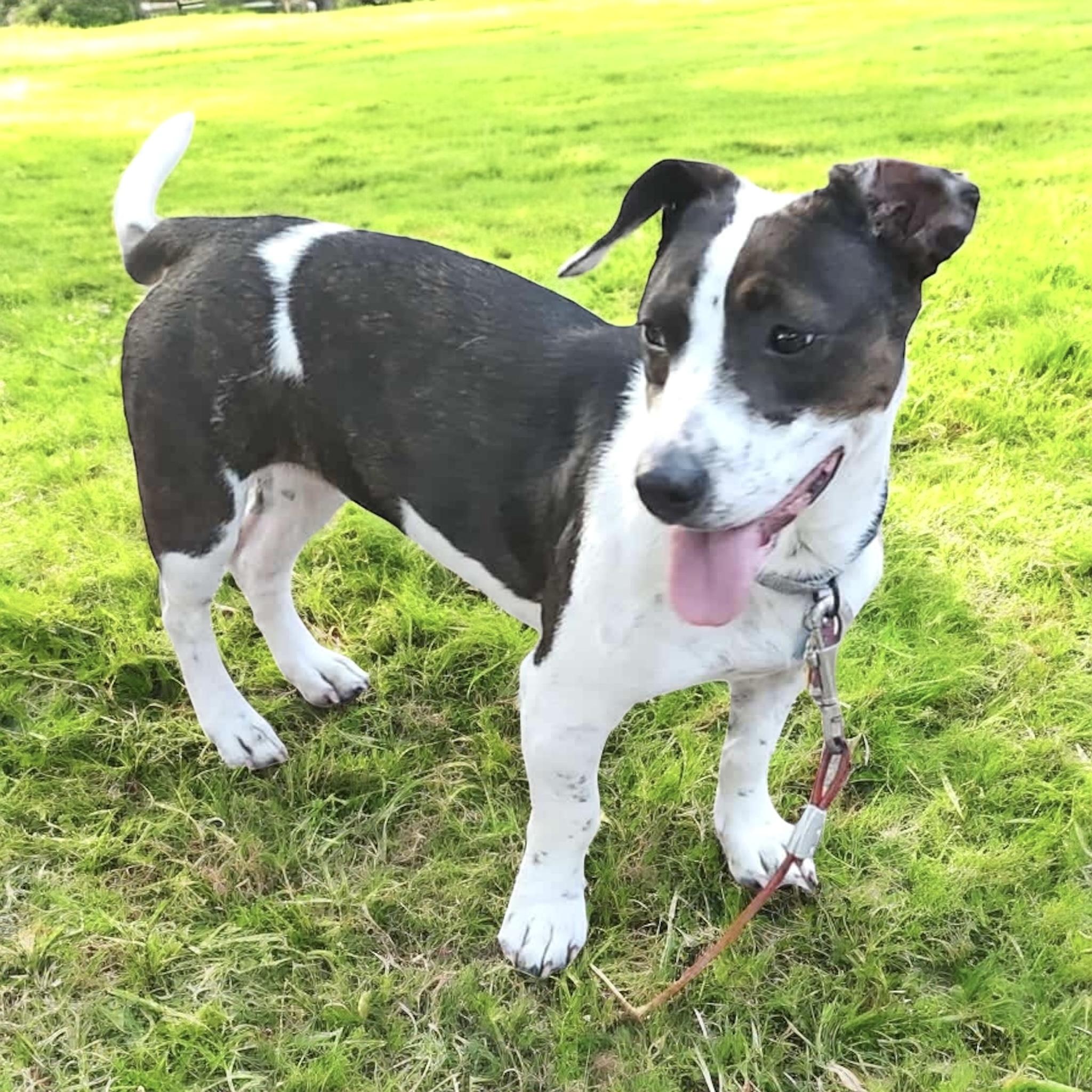 Dog for adoption - Missy, a Jack Russell Terrier & Dachshund Mix in St ...