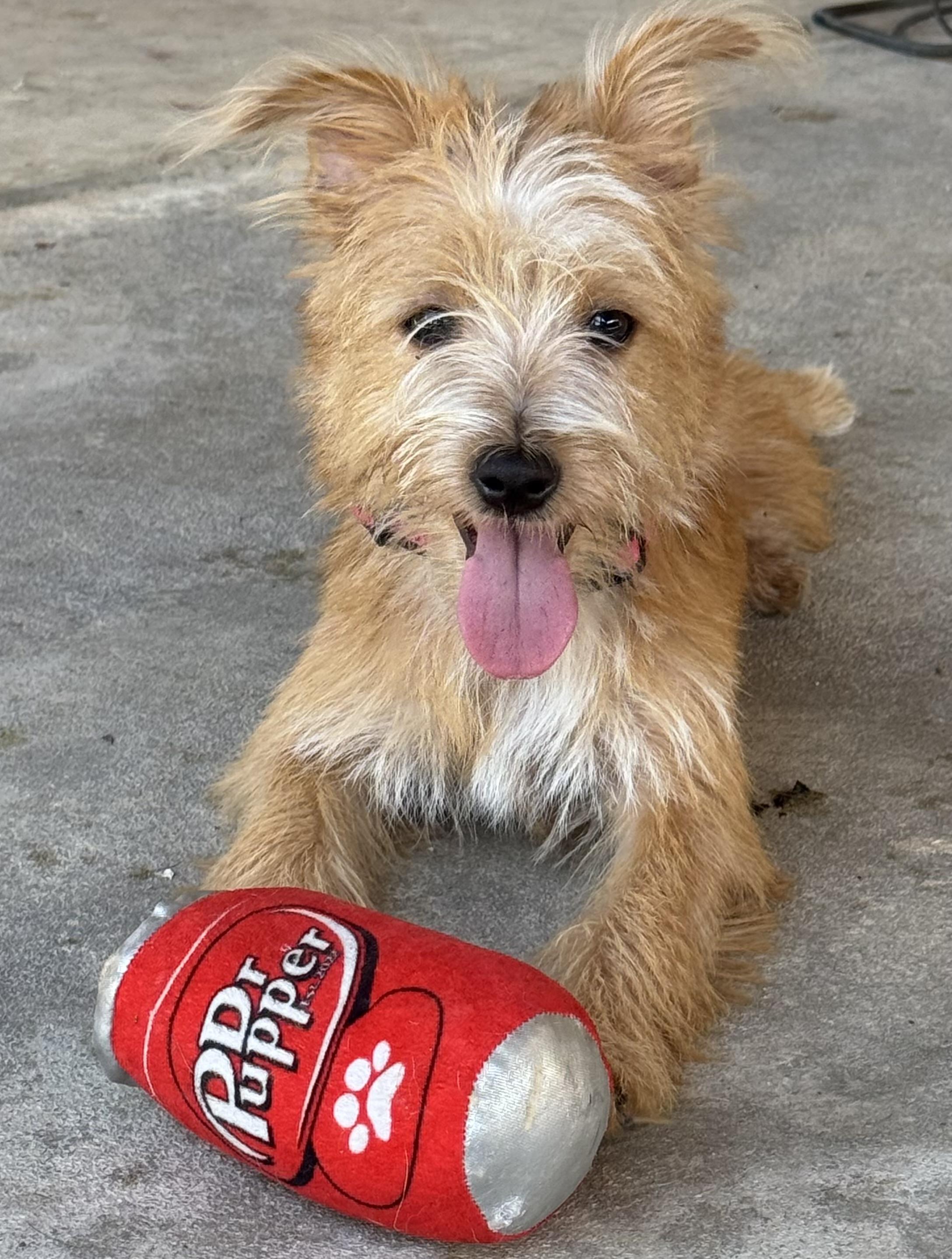 Dog for adoption - Dixie, a Terrier Mix in Southampton, PA | Petfinder