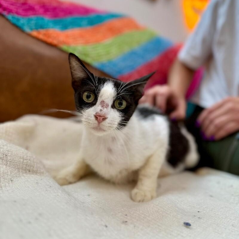 Cat for adoption - Lucy Lou Simpson, a Domestic Short Hair & Tuxedo Mix ...