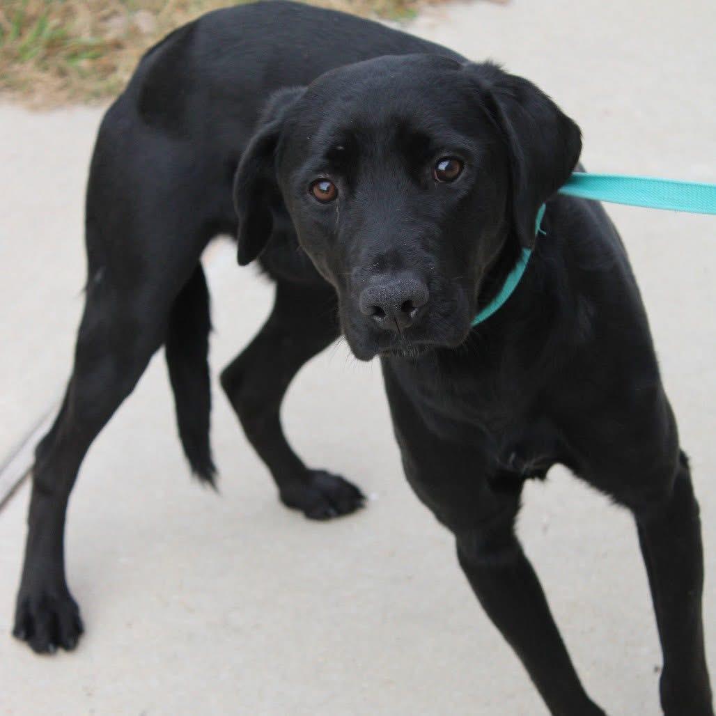 Foster BOOMER! - Adoptable Pet | Petfinder | Petfinder