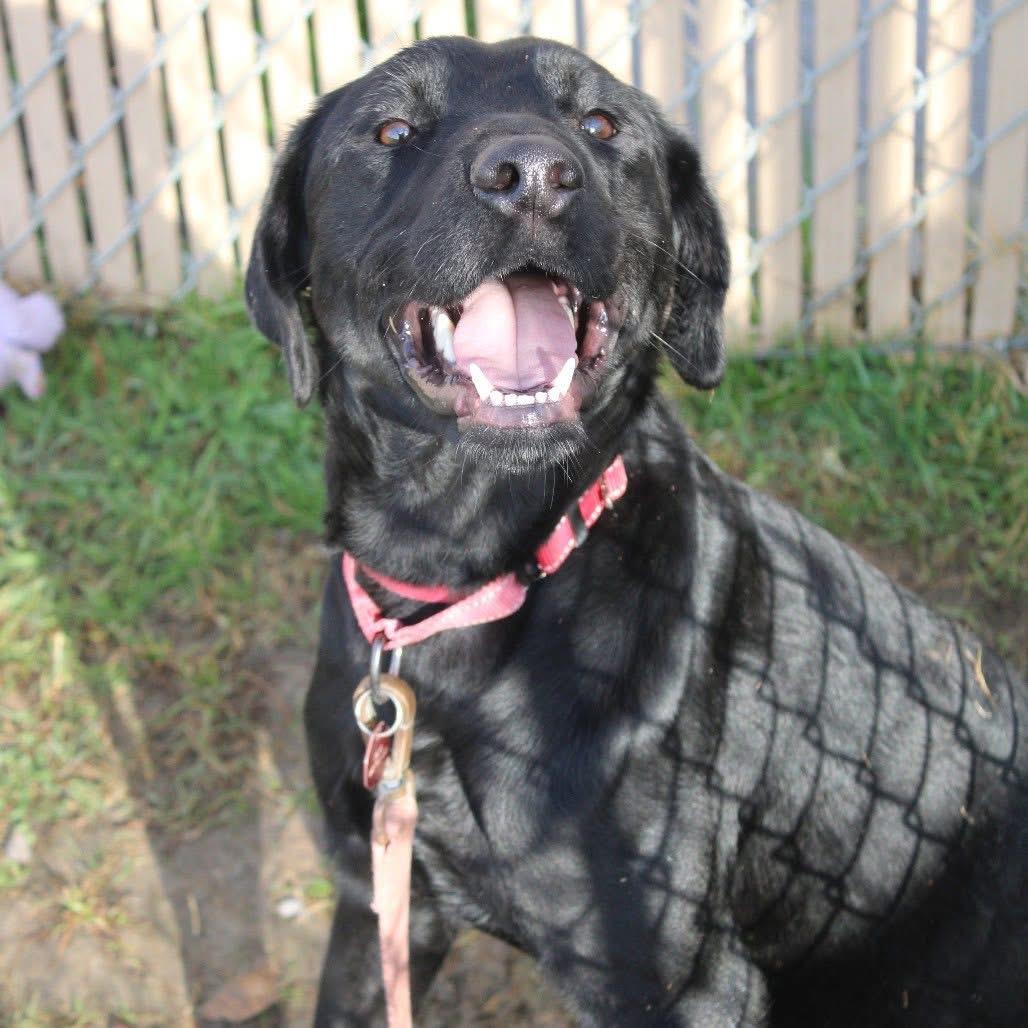 Foster BOOMER! - Adoptable Pet | Petfinder | Petfinder