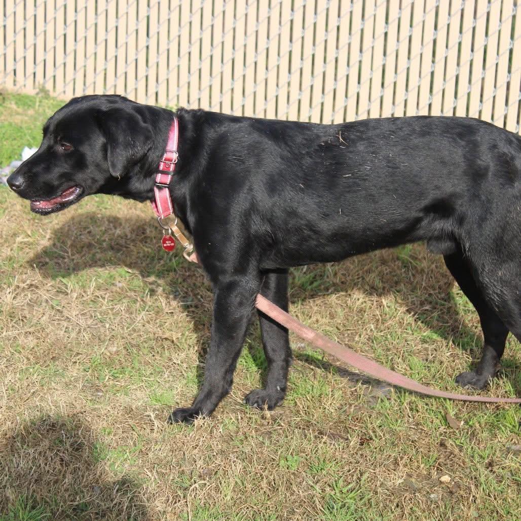 Foster BOOMER! - Adoptable Pet | Petfinder | Petfinder