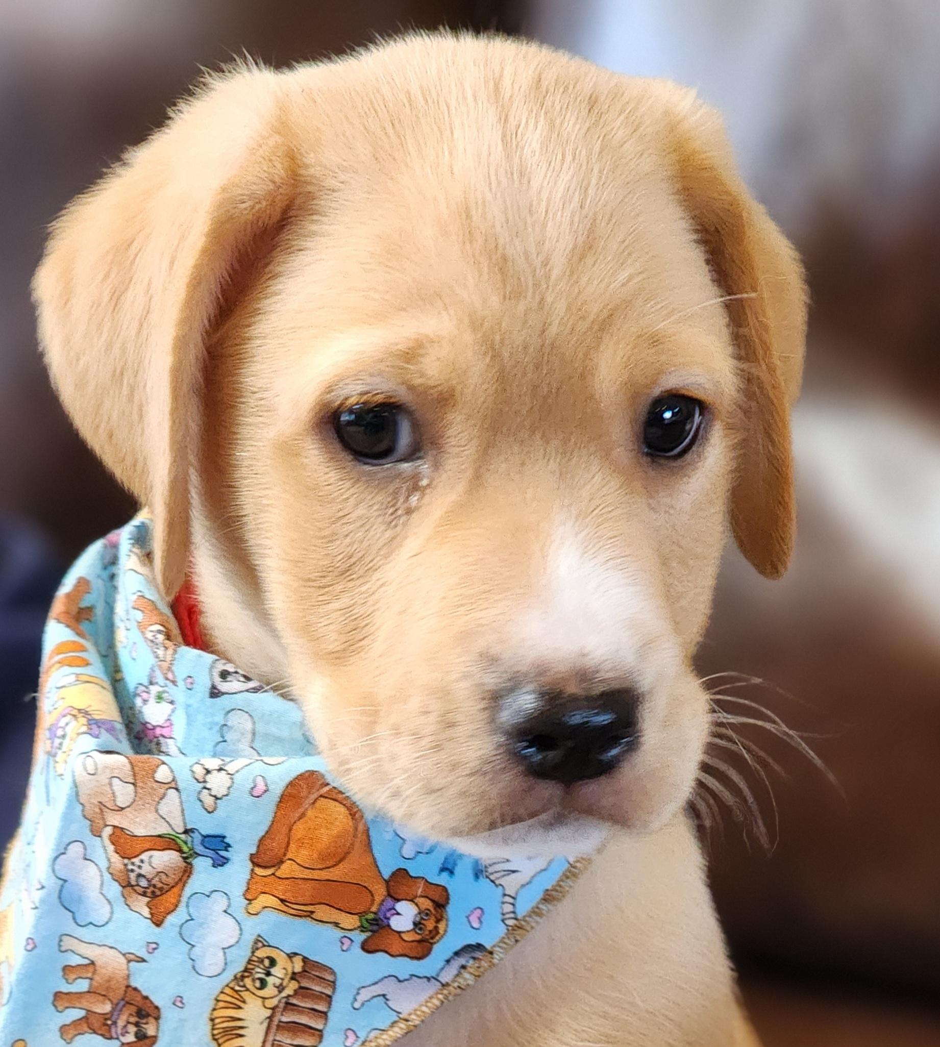 Dog for adoption - Greg, a Labrador Retriever Mix in Lisbon, IA | Petfinder