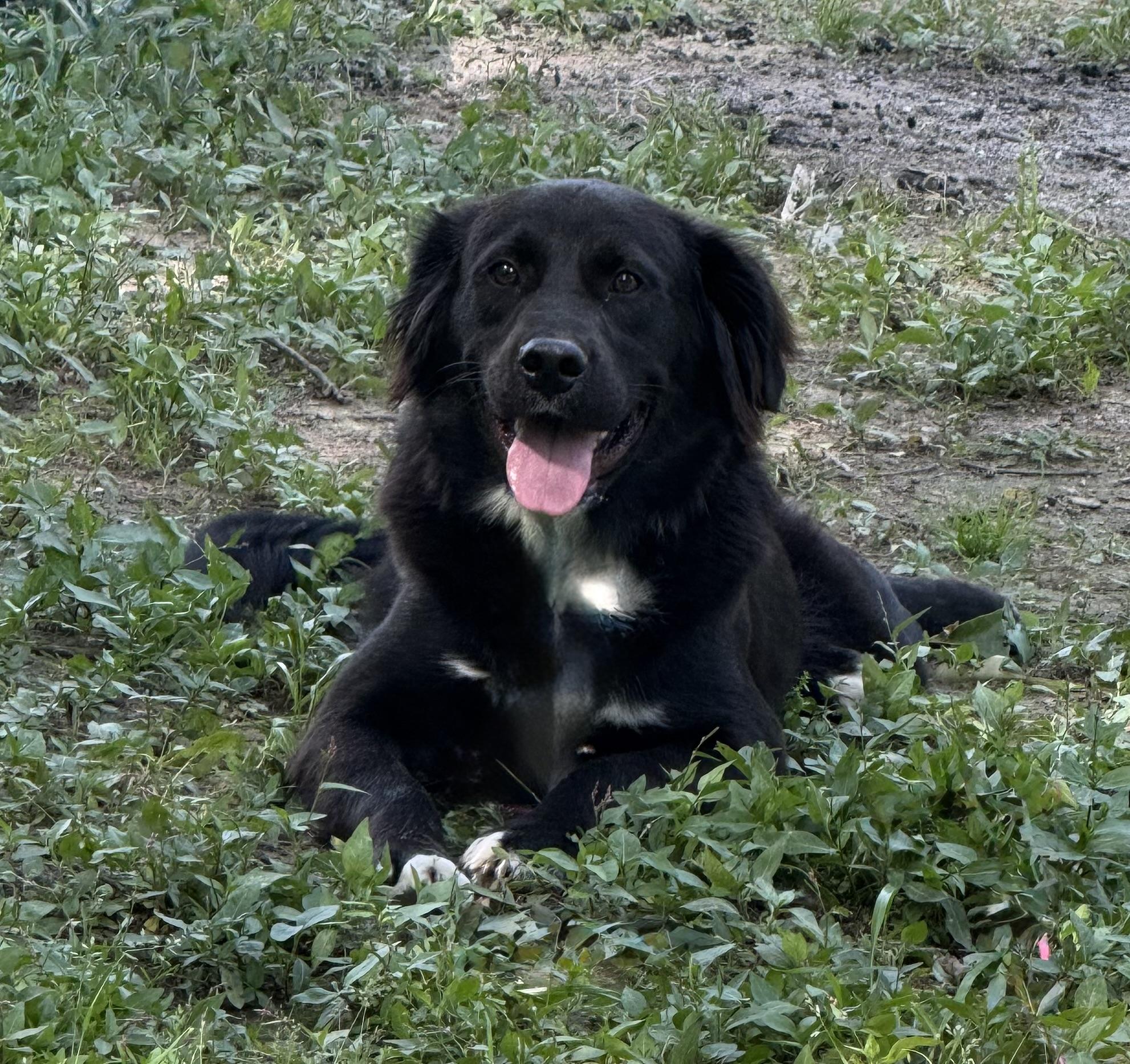 Dog for adoption - Nimbus - gorgeous dog, a Flat-Coated Retriever Mix ...