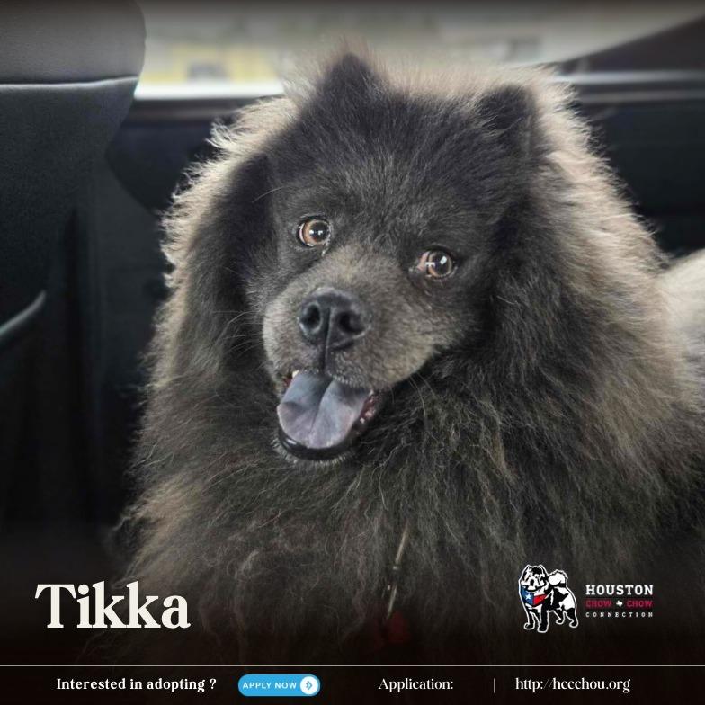Dog for adoption - Tikka, a Chow Chow in Pensacola, FL | Petfinder