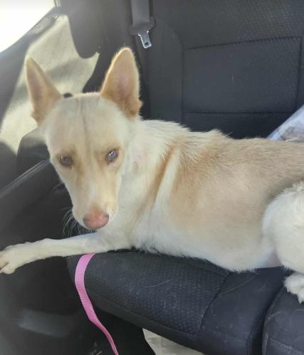 Dog for adoption - Lovey, a Carolina Dog Mix in Spokane, WA | Petfinder