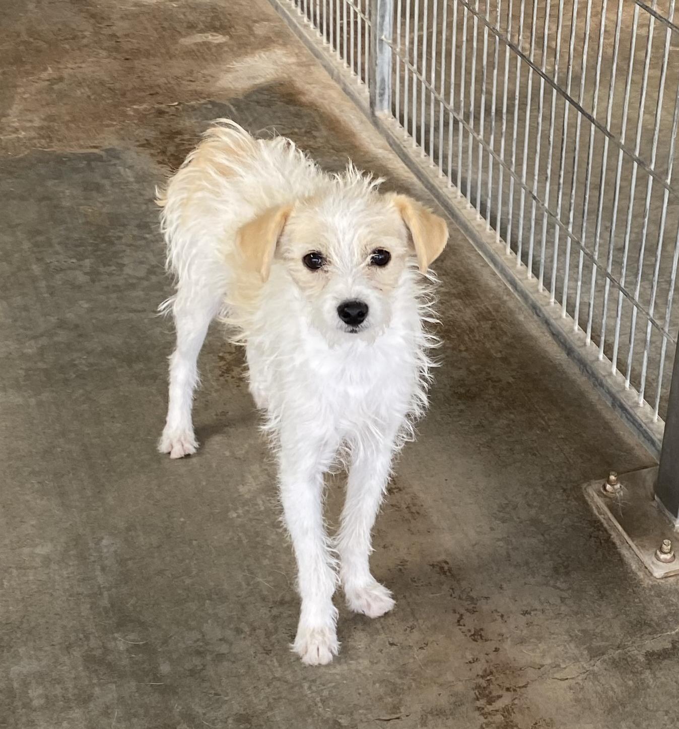 Dog for adoption - Aladdin, a Terrier Mix in El Paso, TX | Petfinder