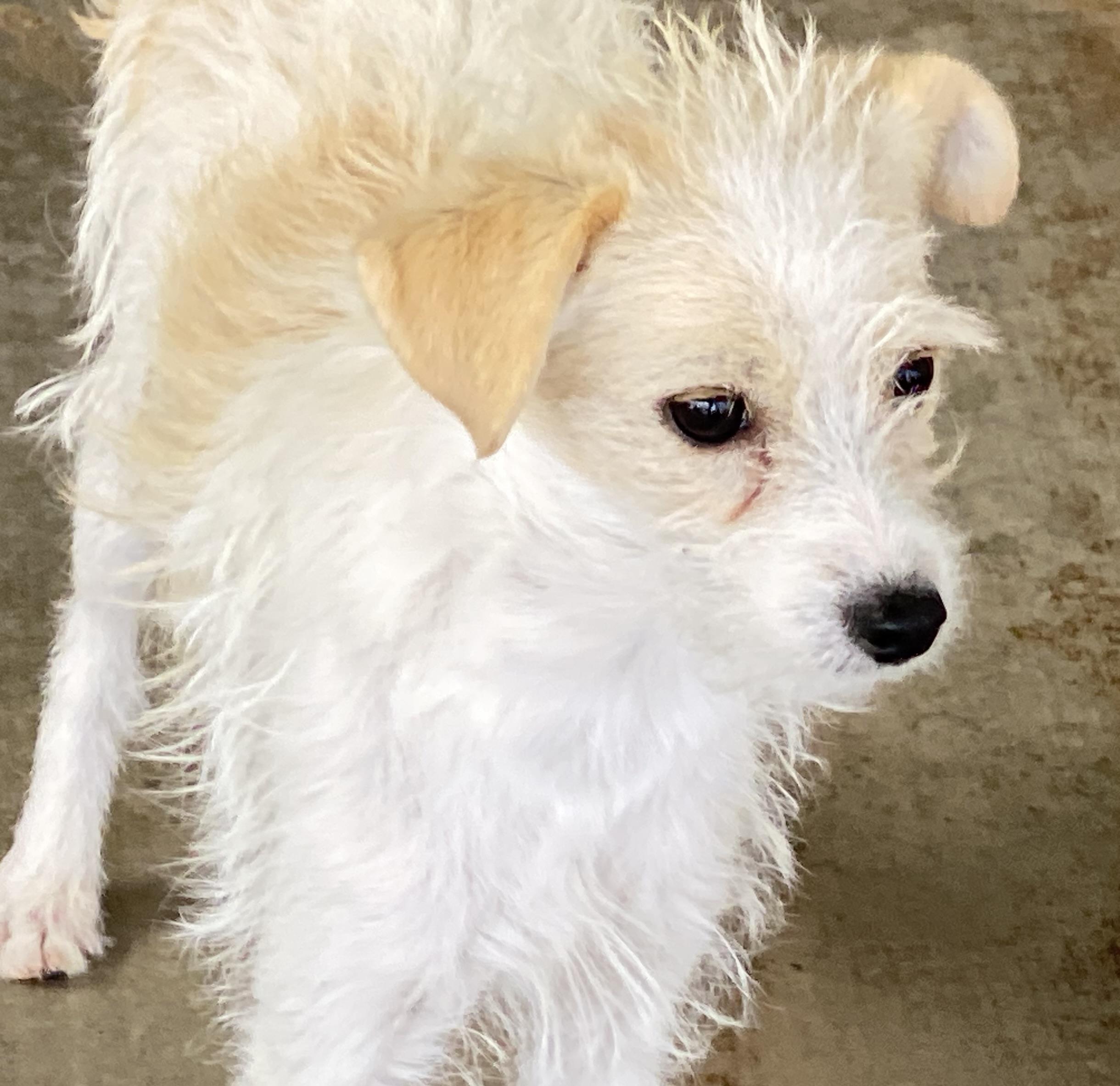 Dog for adoption - Aladdin, a Terrier Mix in El Paso, TX | Petfinder