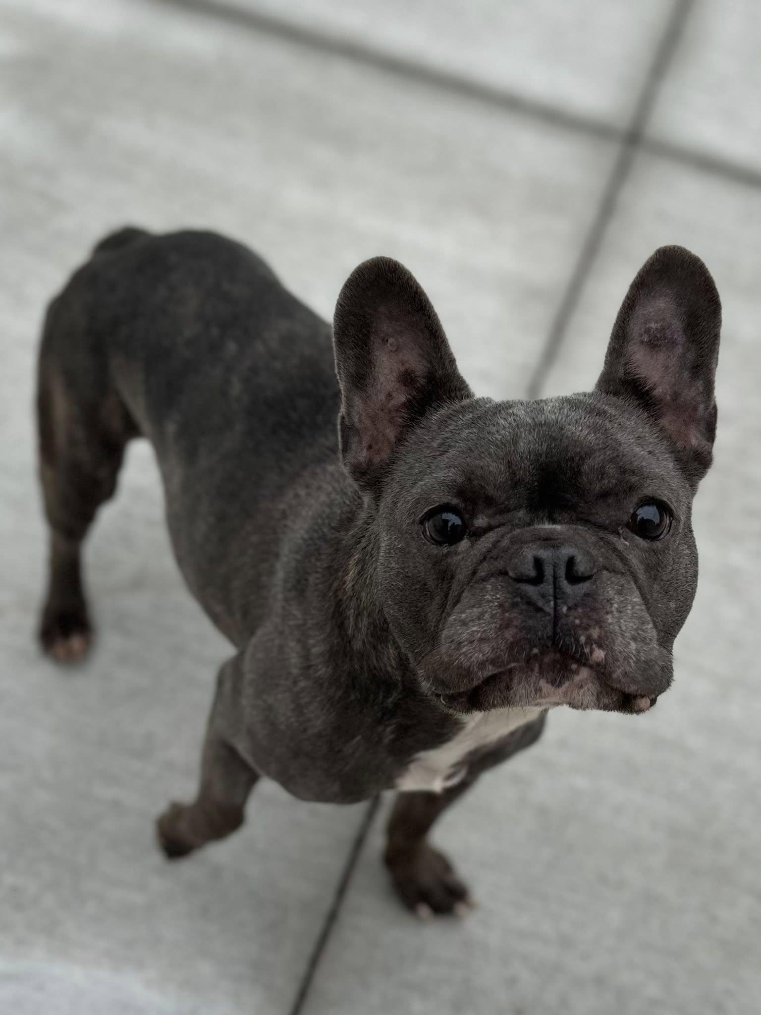 Dog for adoption - Killie, a French Bulldog in Columbus, NE | Petfinder
