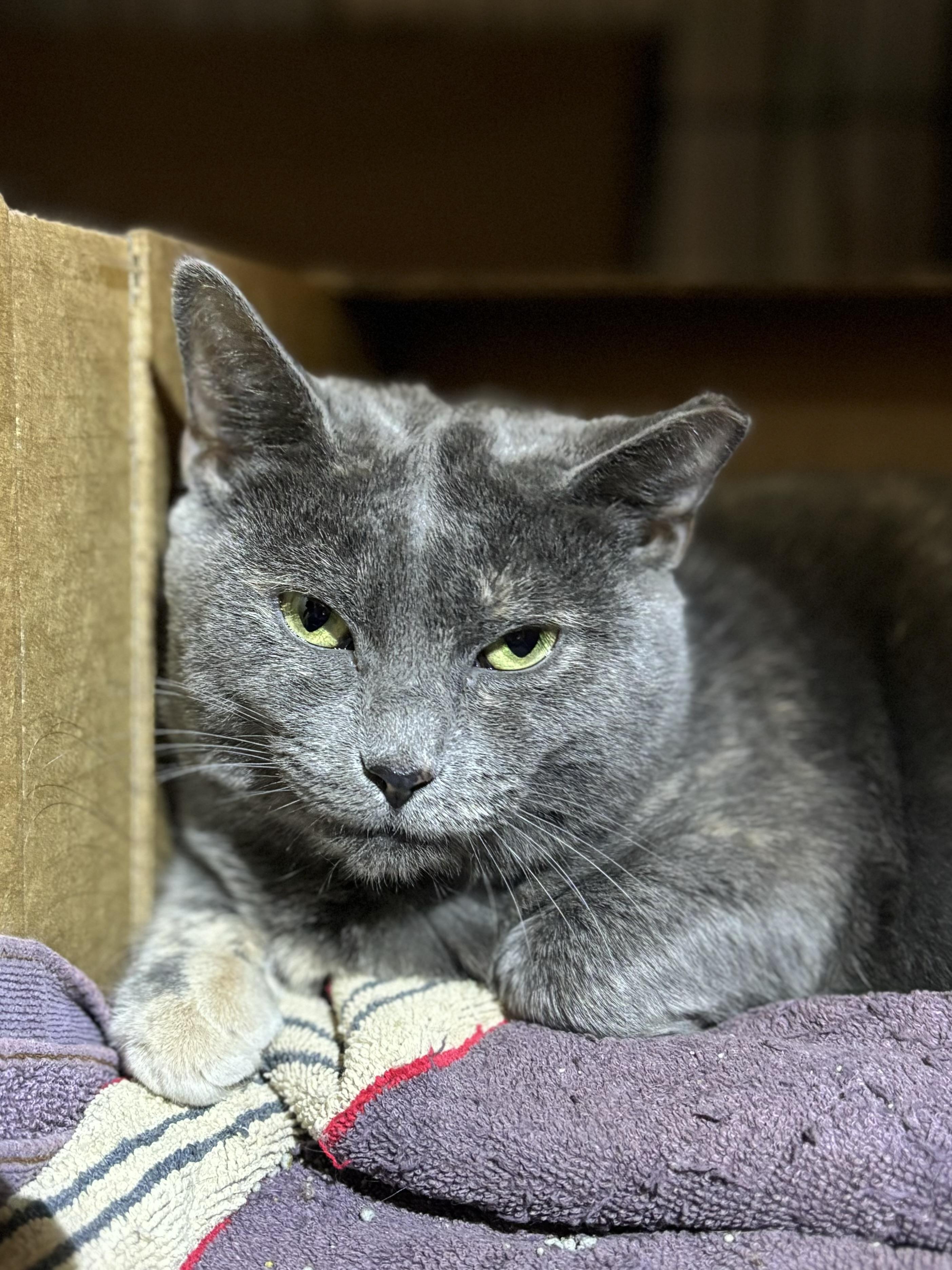 Cat for adoption - KATRINA, a Domestic Short Hair in Pittsburgh, PA ...