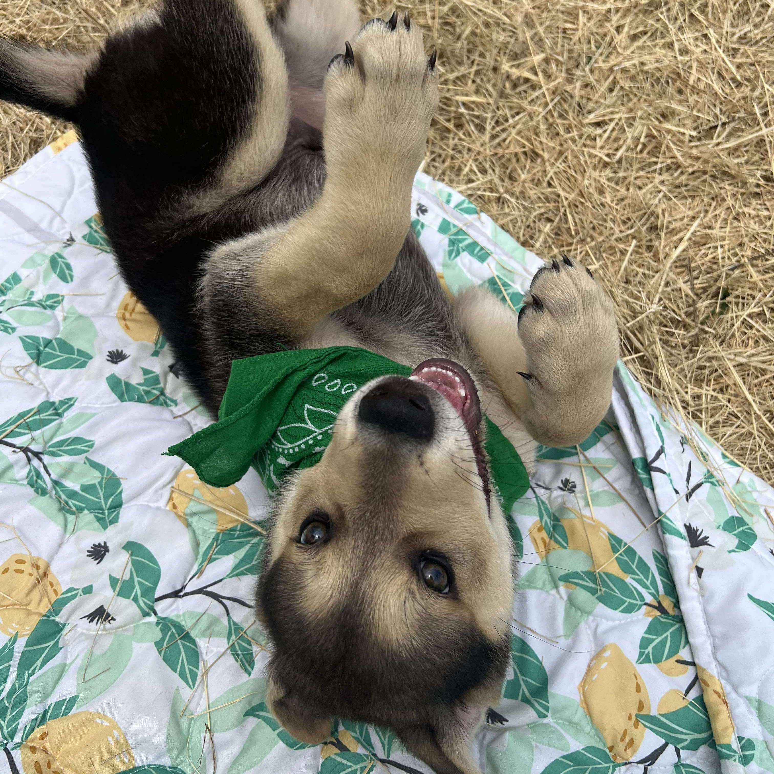 Dog for adoption - Hail, a German Shepherd Dog & Great Pyrenees Mix in ...