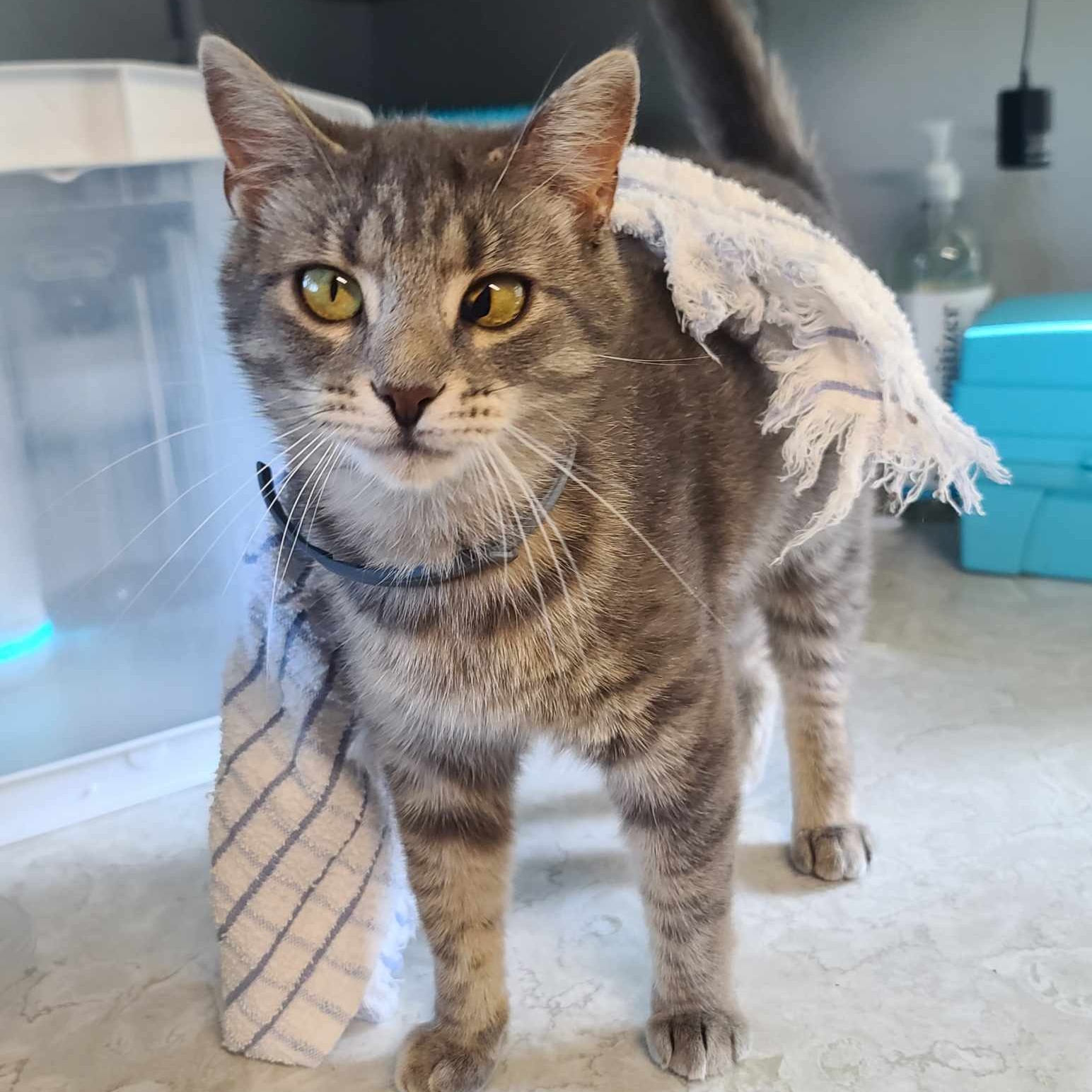 Cat for adoption - Verdille aka "Verdi", a Tabby & Domestic Short Hair ...