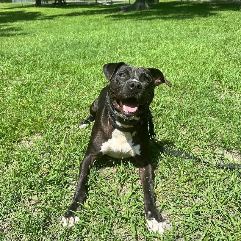 Dog for adoption - Gus, a Pit Bull Terrier in Wellborn, FL | Petfinder