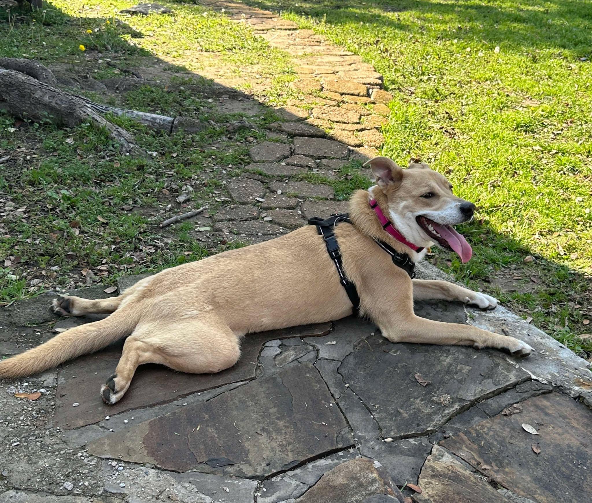 Dog for adoption - Miss Trix, a Carolina Dog & Shepherd Mix in Fort ...