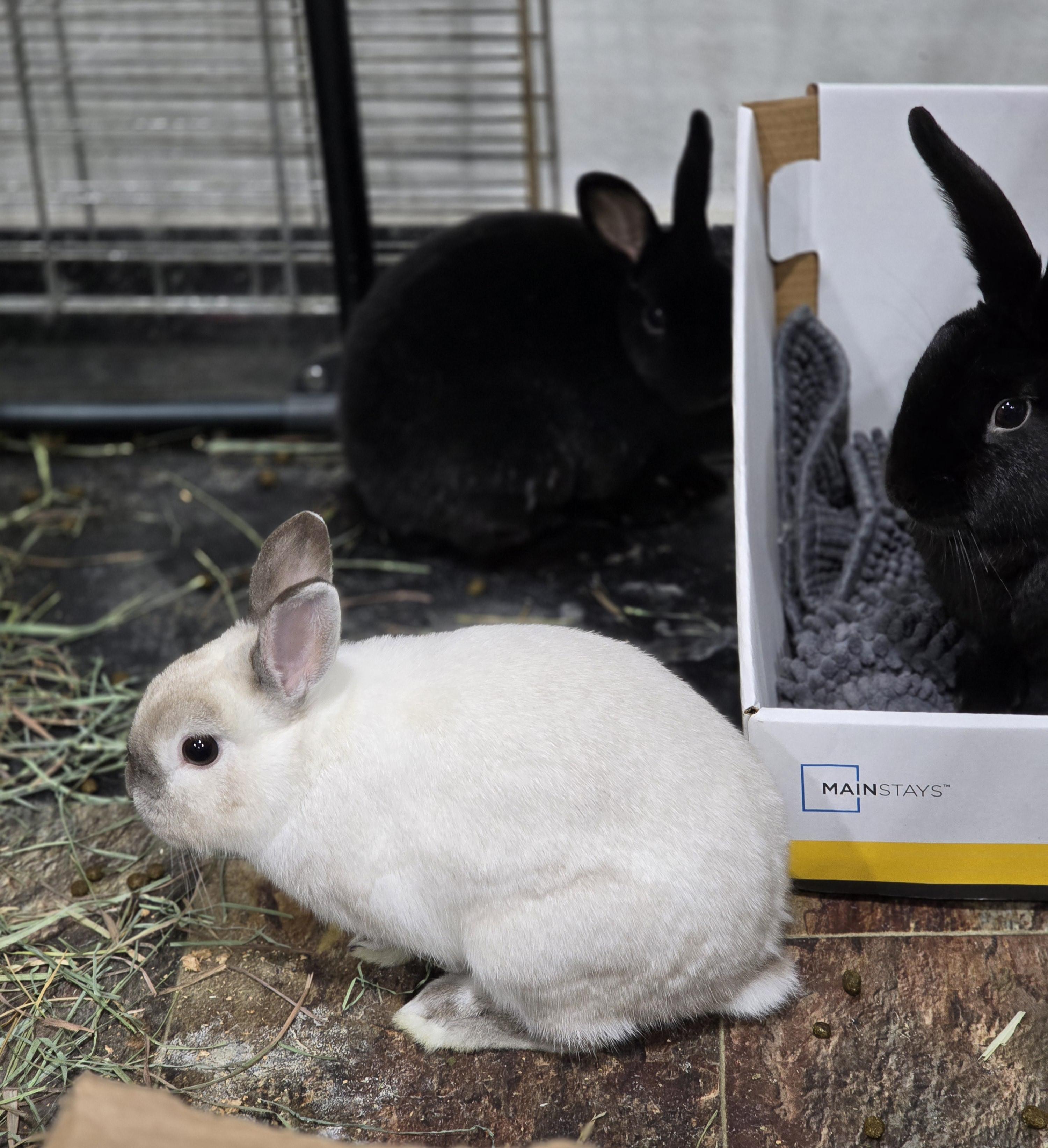 Rabbit for adoption - Nevada, Vegas, Reno, a Netherland Dwarf in Idaho ...