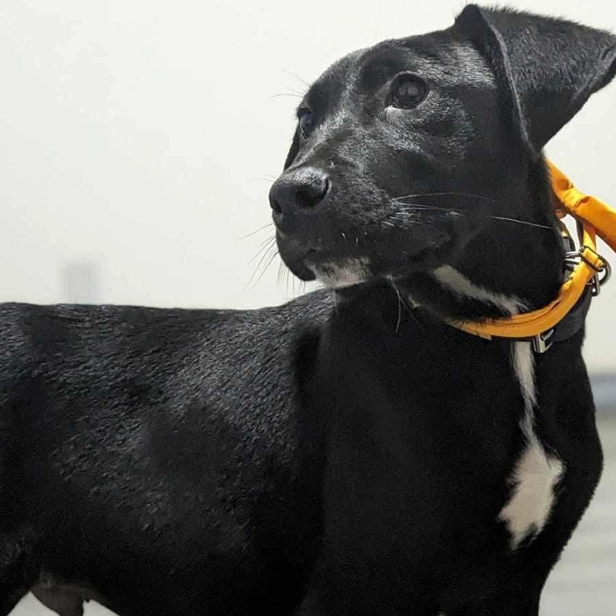 Dog for adoption - Timmy, a Mixed Breed in Puyallup, WA | Petfinder