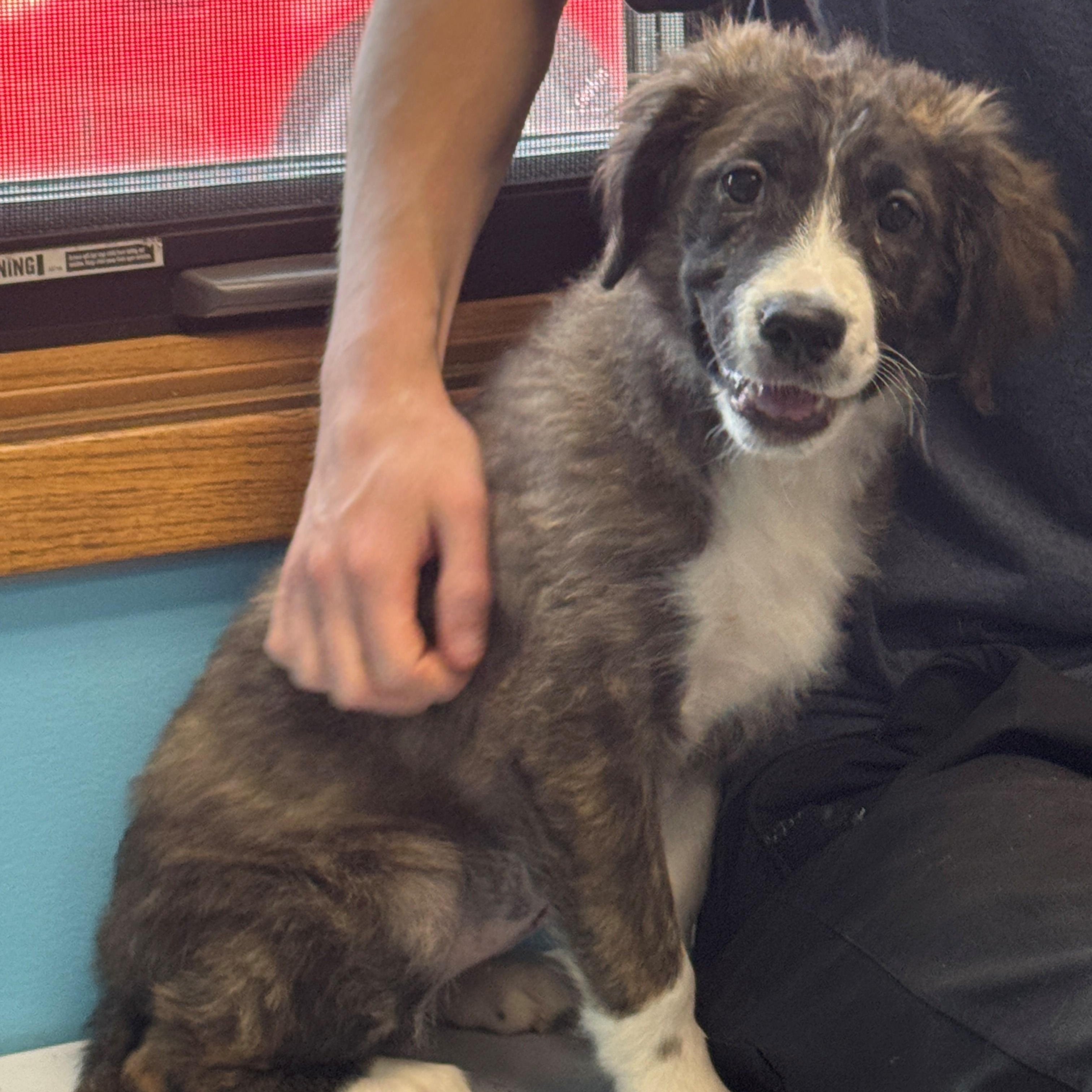 Dog for adoption - Indigo, a Shepherd & Labrador Retriever Mix in ...