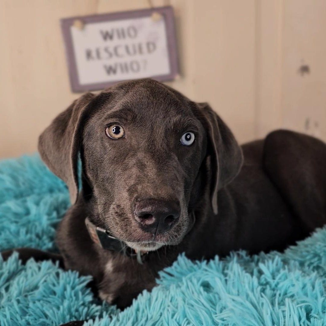 Dog for adoption - Jax, a Labrador Retriever Mix in Milwaukee, WI ...