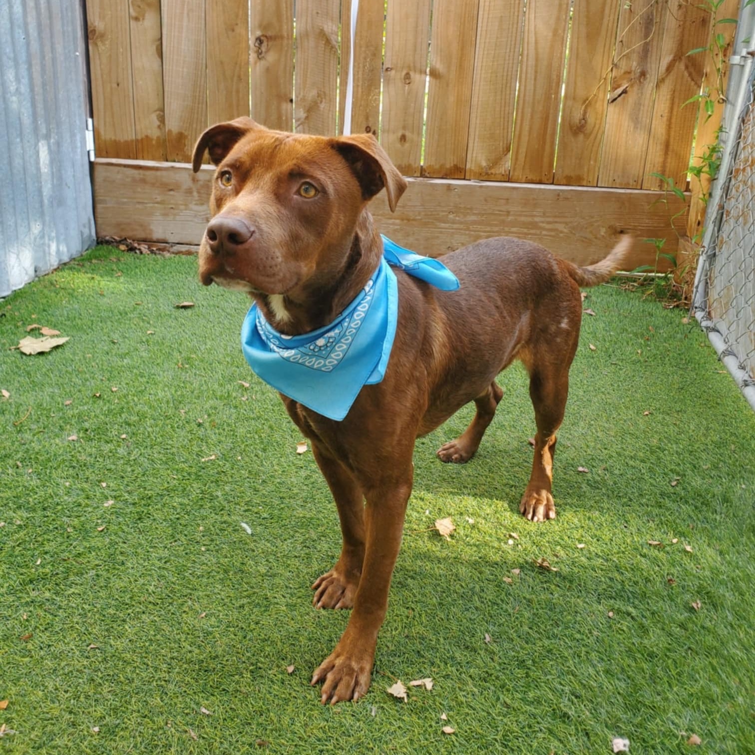 Dog for adoption - Sonny, a Labrador Retriever in Abbotsford, BC ...