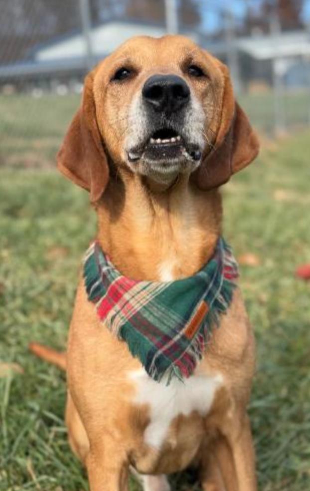 Dog for adoption - CHORIZO, a Labrador Retriever & Coonhound Mix in ...