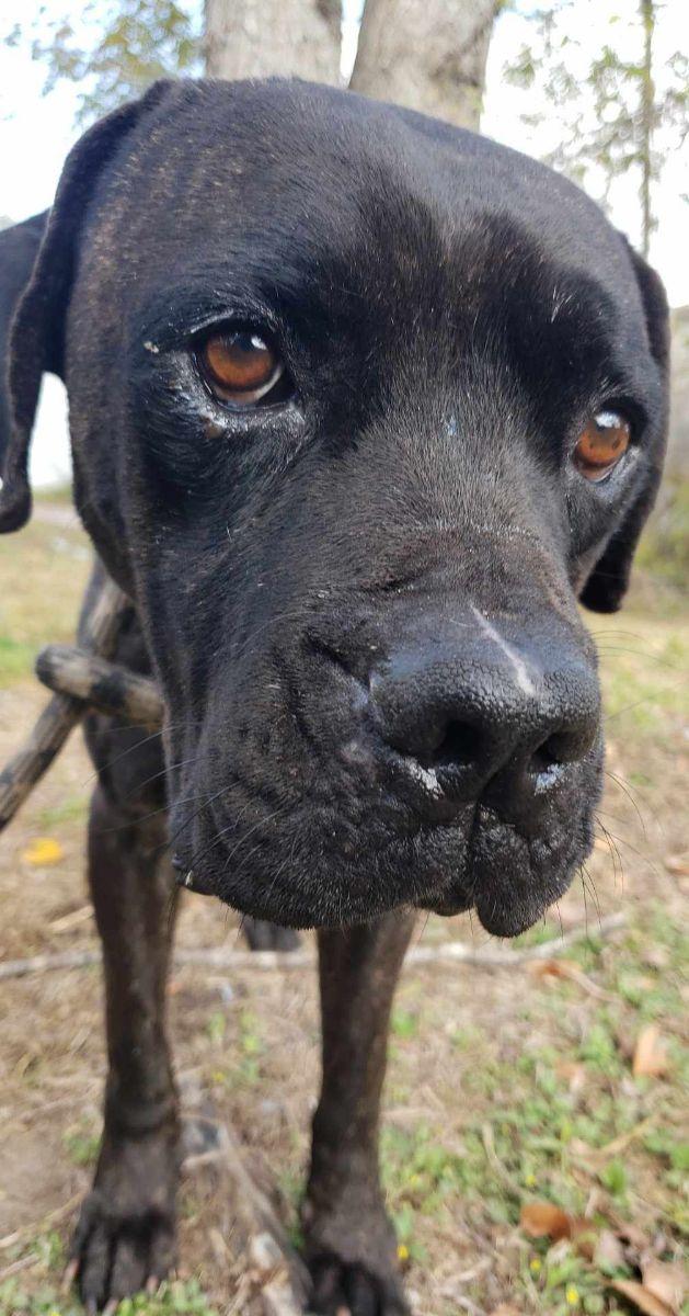 Dog for adoption - Rufio, a Cane Corso Mix in Austin, TX | Petfinder