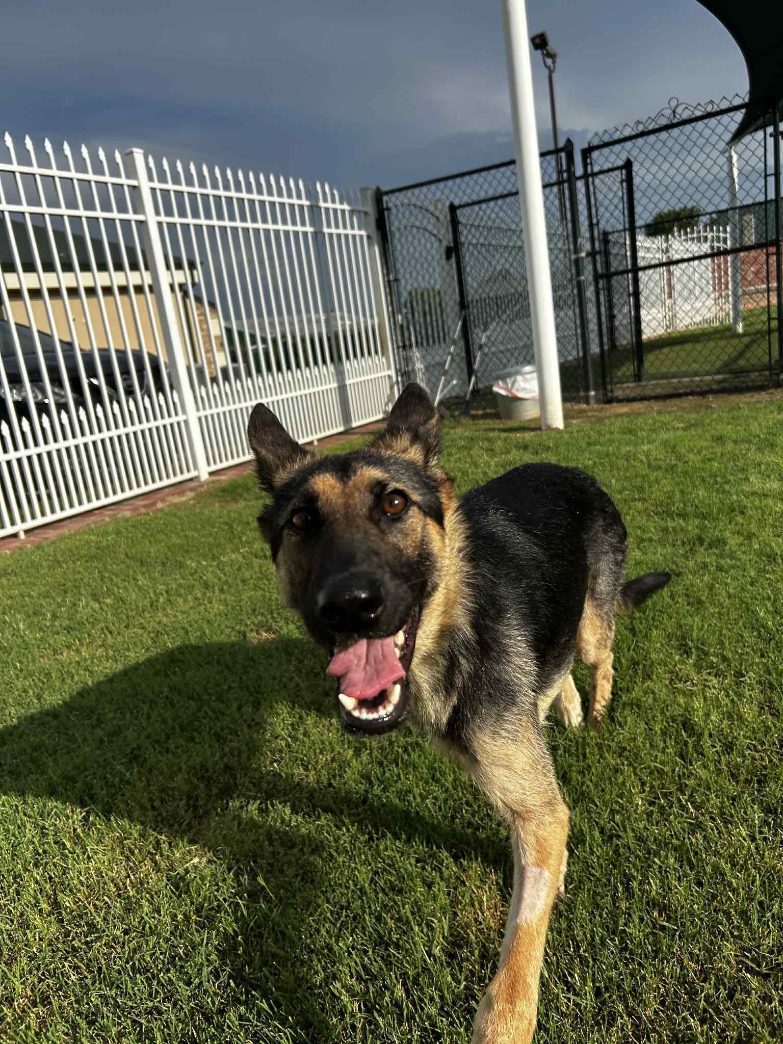 Dog For Adoption Magnolia A German Shepherd Dog In Okmulgee OK Dog For Adoption Magnolia A German Shepherd Dog In Okmulgee OK