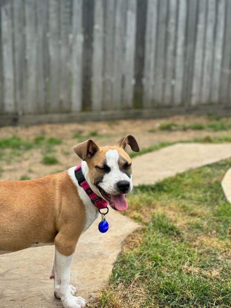 Dog for adoption - Callisto Sutton, a Pit Bull Terrier & Labrador ...