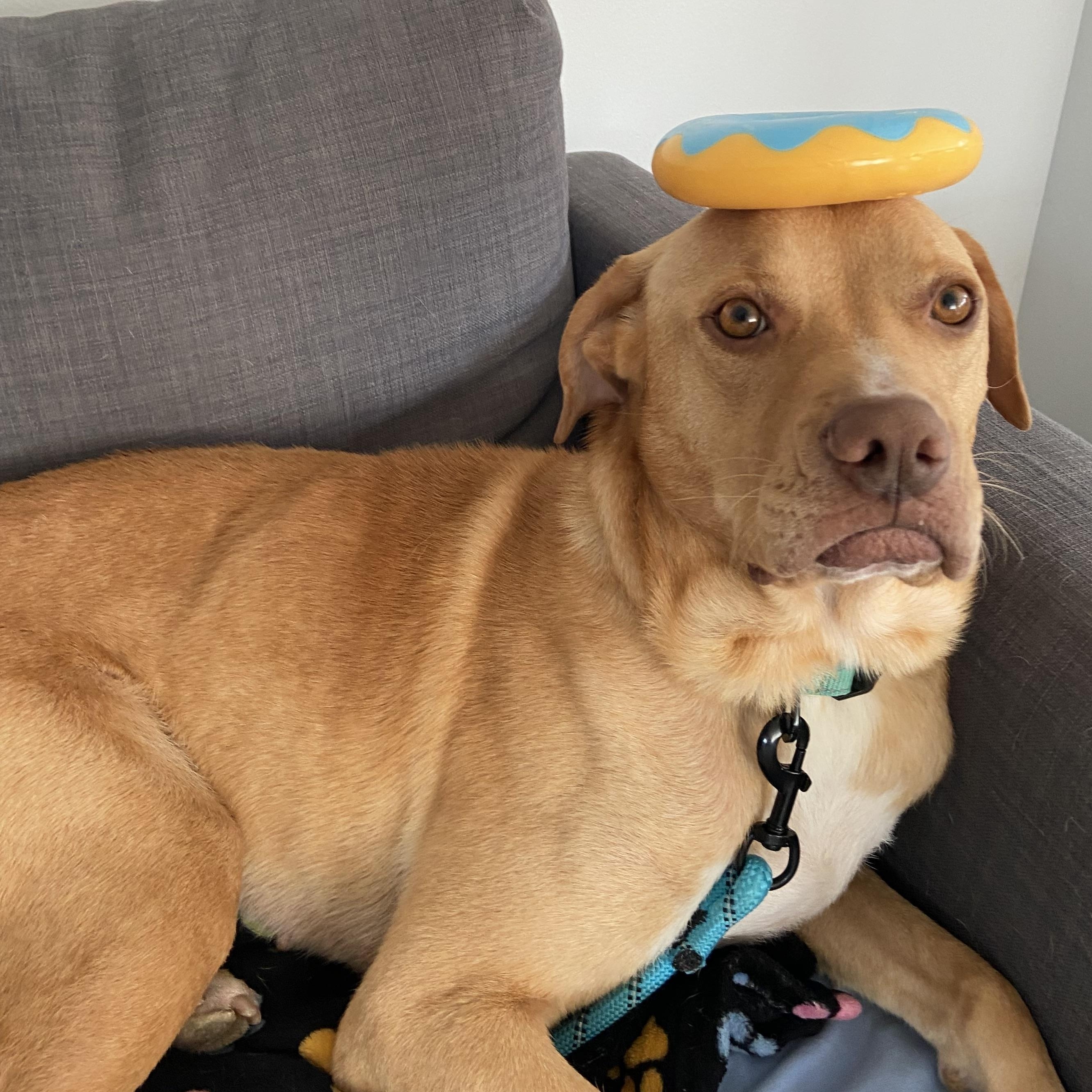 Dog for adoption - Baxter, a Labrador Retriever Mix in Smithfield, RI ...